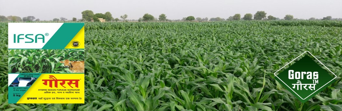 IFSA Seeds - Best Seeds Supplier Company in Rajasthan